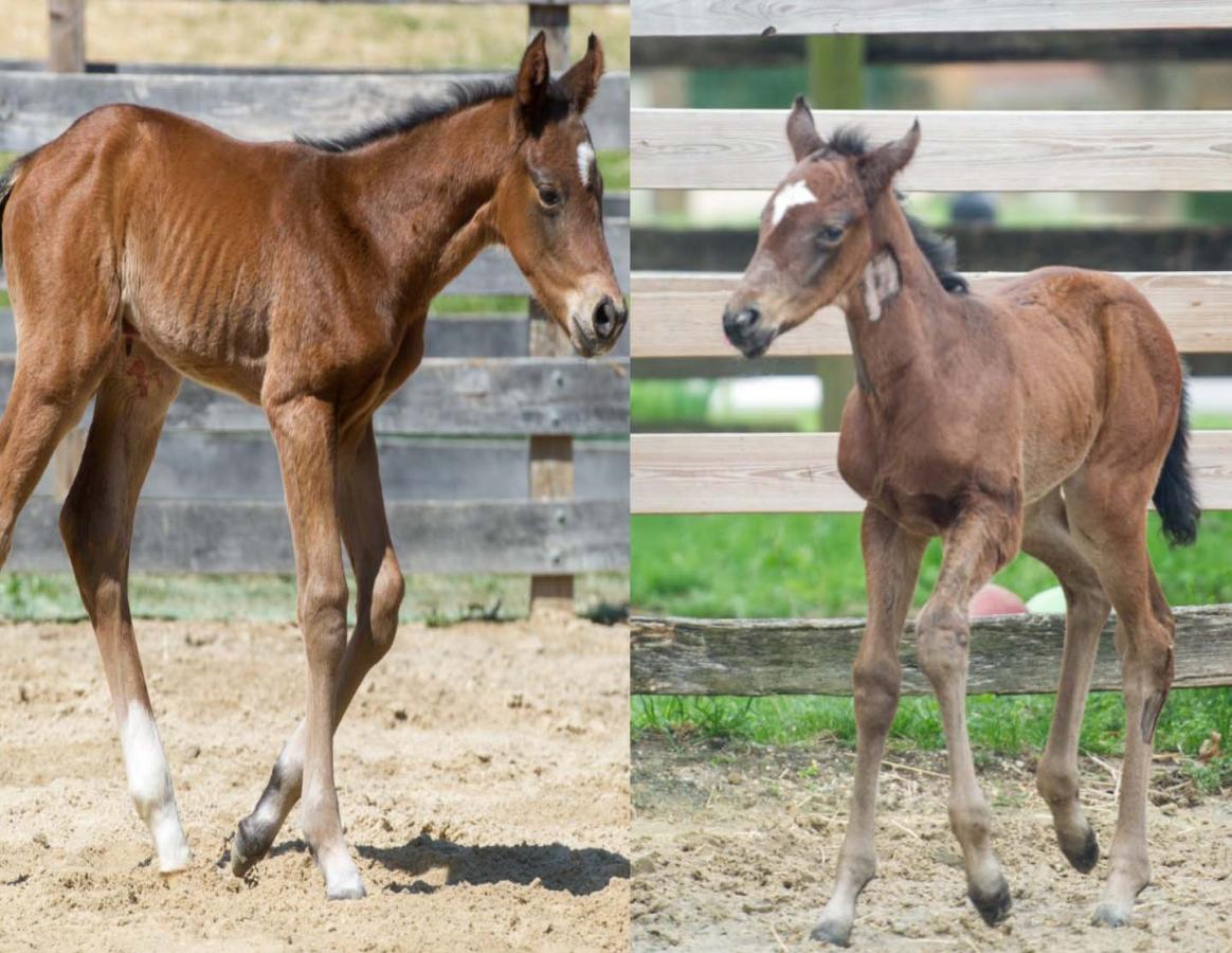 Help us Name our Fearless Foals! | College of Agriculture & Natural ...