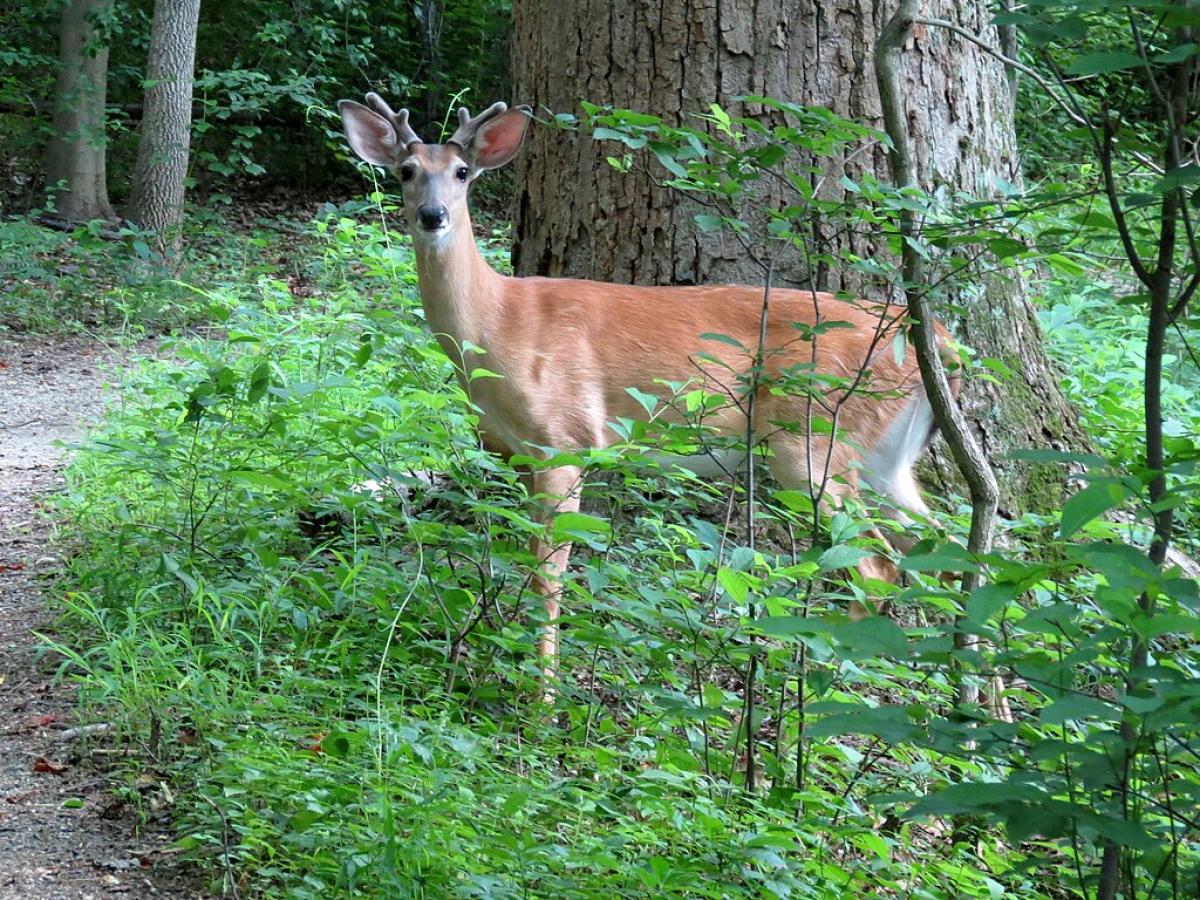 UMD Researchers Awarded $3.6 Million to Study Human-Deer Interactions ...